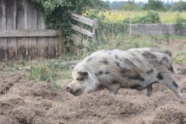 How Smart are Pigs? Sharp Minds Need Stimulation - Countryside